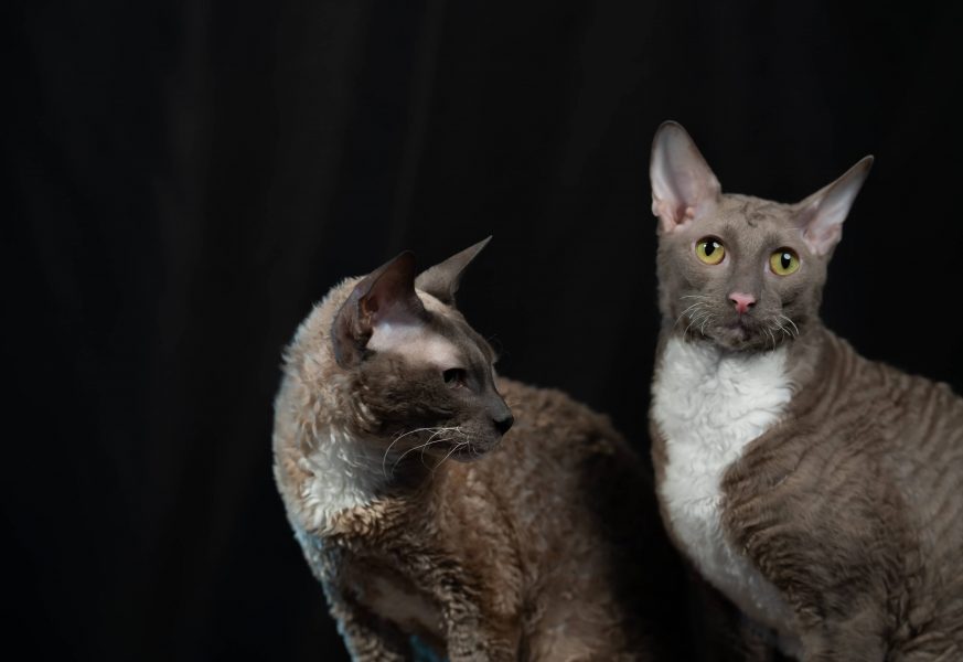 Cornish Rex | Cat’s Best
