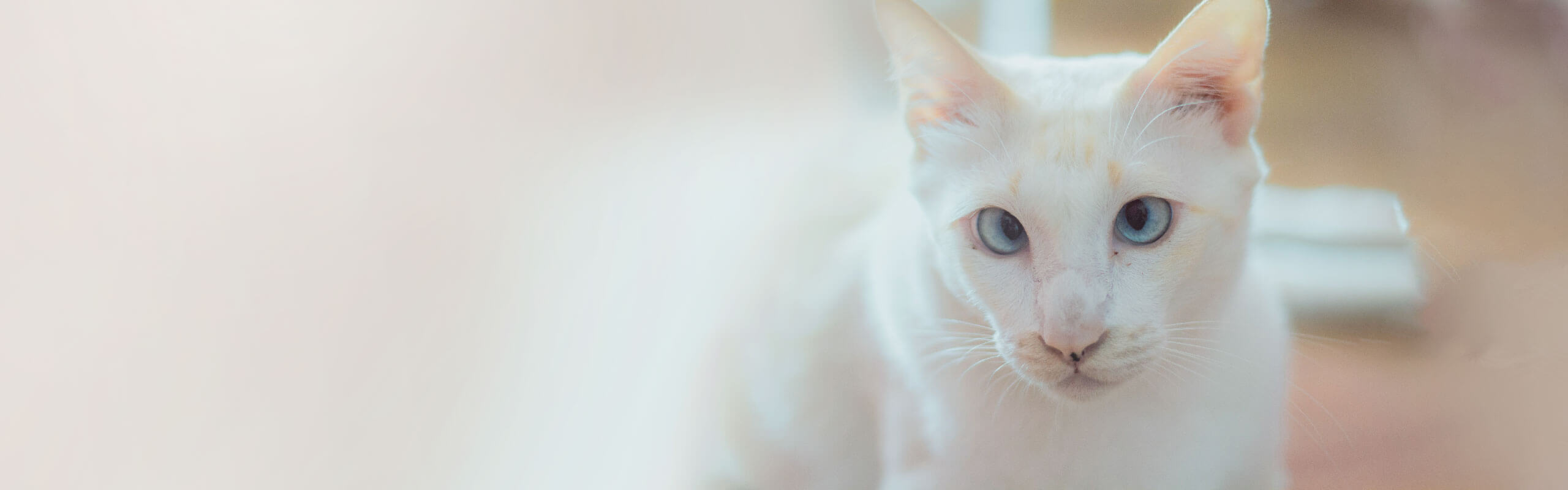 Gatos con síndrome de Down - existe? | Cat’s Best