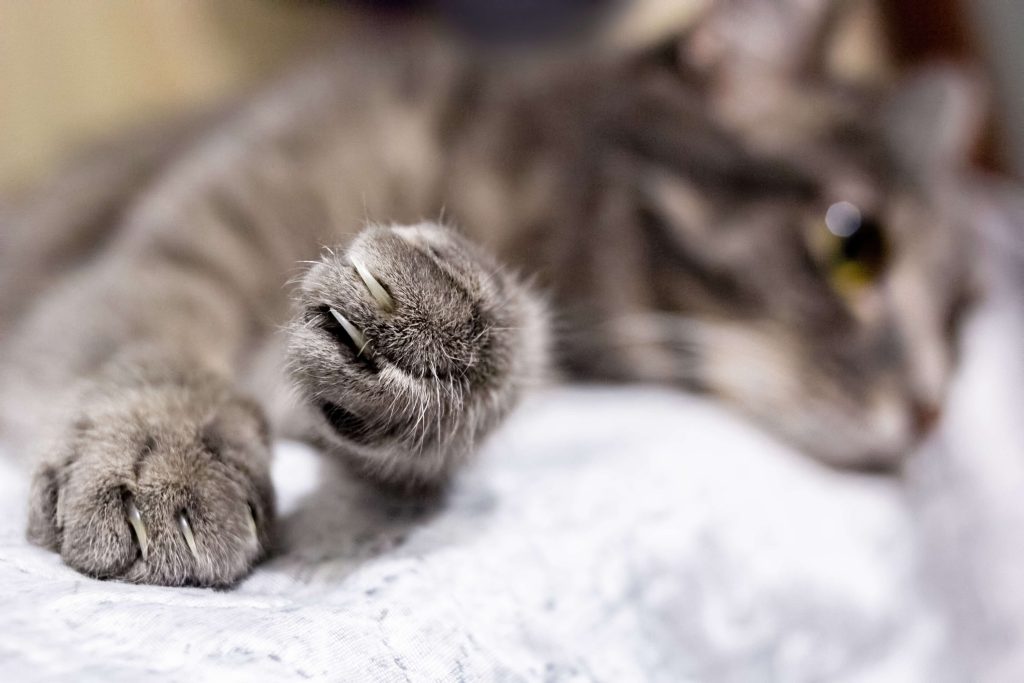 Cómo cuidar las patas de tu gato | Cat’s Best