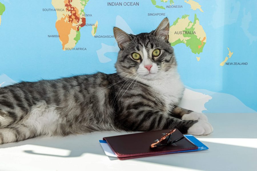 Consejos para vacacionar con gatos | Cat’s Best