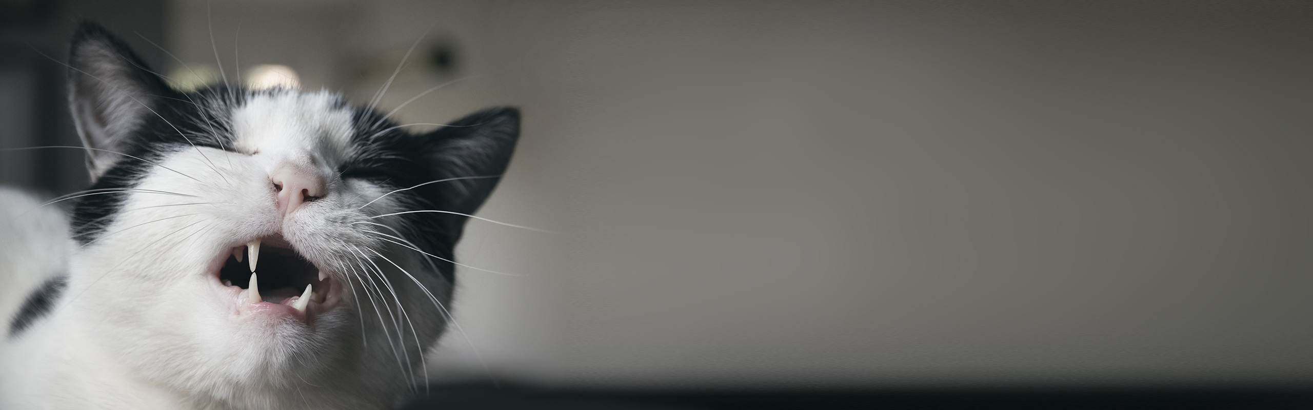 Maullidos nocturnos del gato - causas y soluciones | Cat’s Best