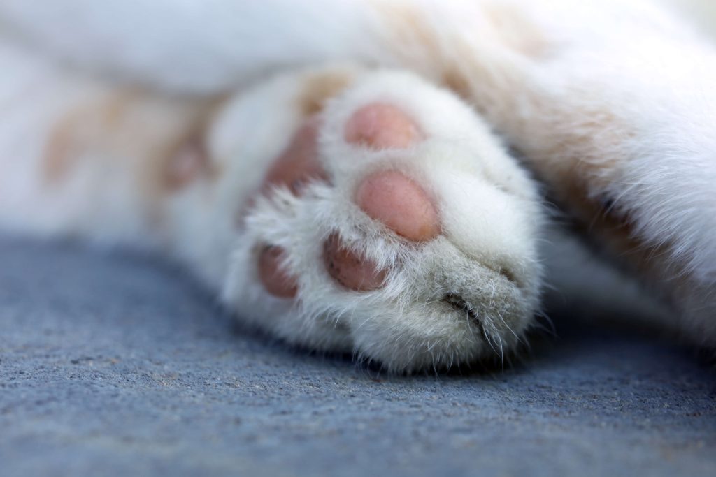 Cómo cuidar las patas de tu gato | Cat’s Best