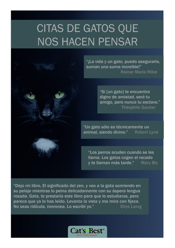 Las Mejores Frases De Gatos