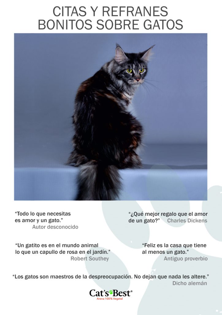Las mejores frases sobre gatos | Cat’s Best