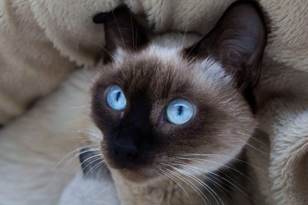 Gato tailandés | Cat’s Best