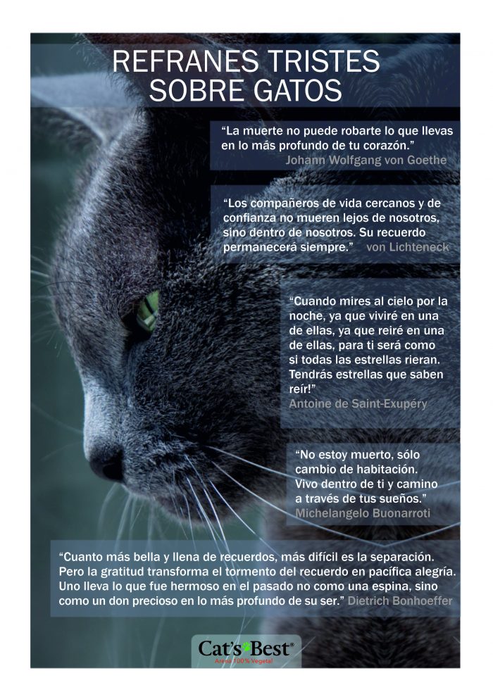 Las mejores frases sobre gatos | Cat’s Best