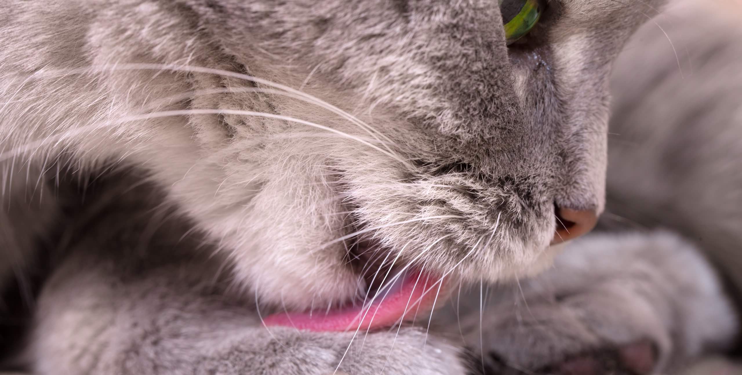 Higiene en el hogar felino | Cat’s Best
