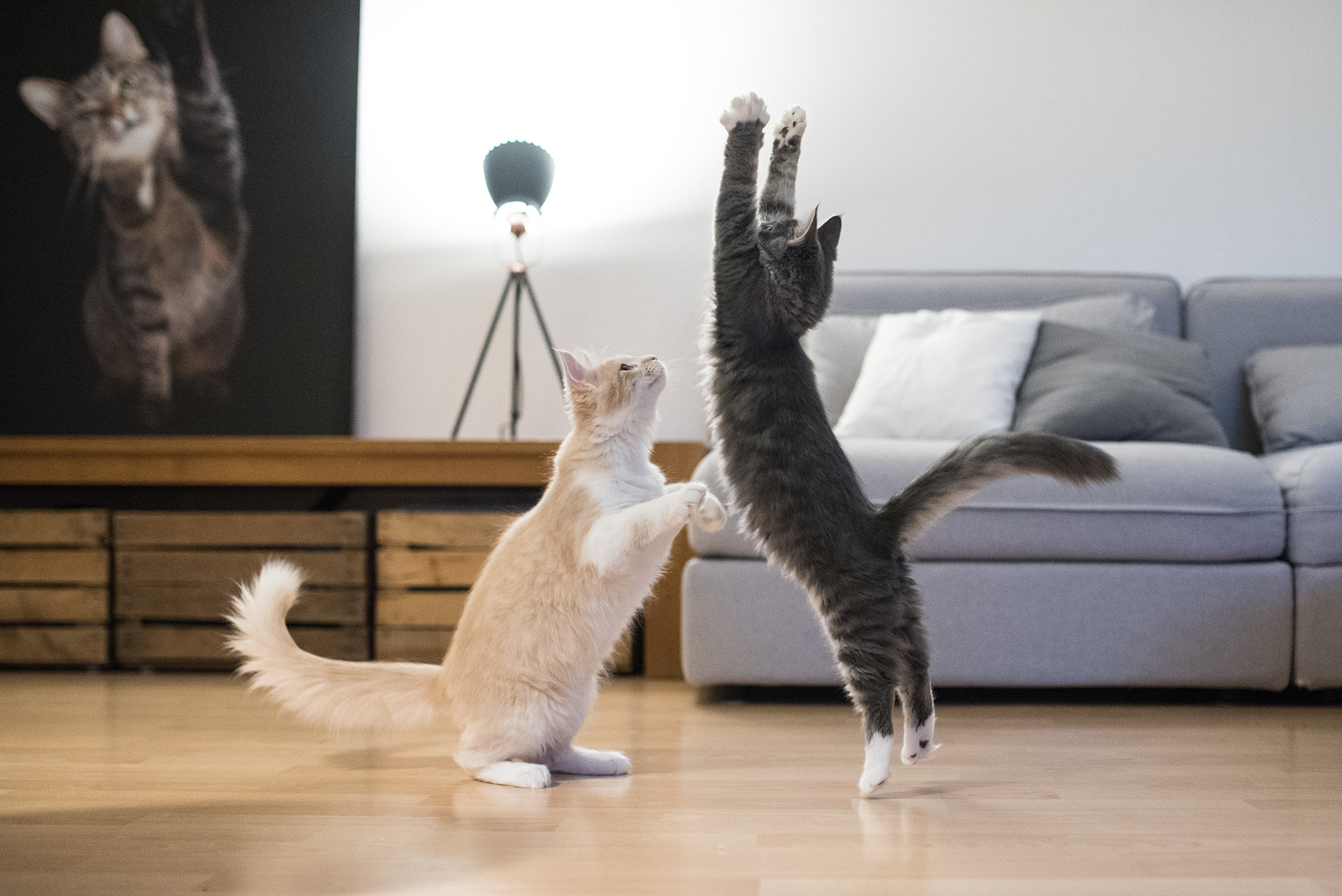 ¿CÓMO ESTÁ SU GATO? | Cat’s Best