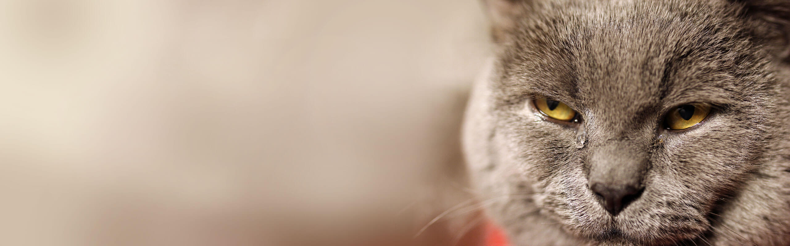 Pueden llorar los gatos? Comprender las lágrimas en los gatos | Cat’s Best