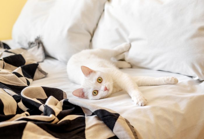 Maullidos nocturnos del gato - causas y soluciones | Cat’s Best